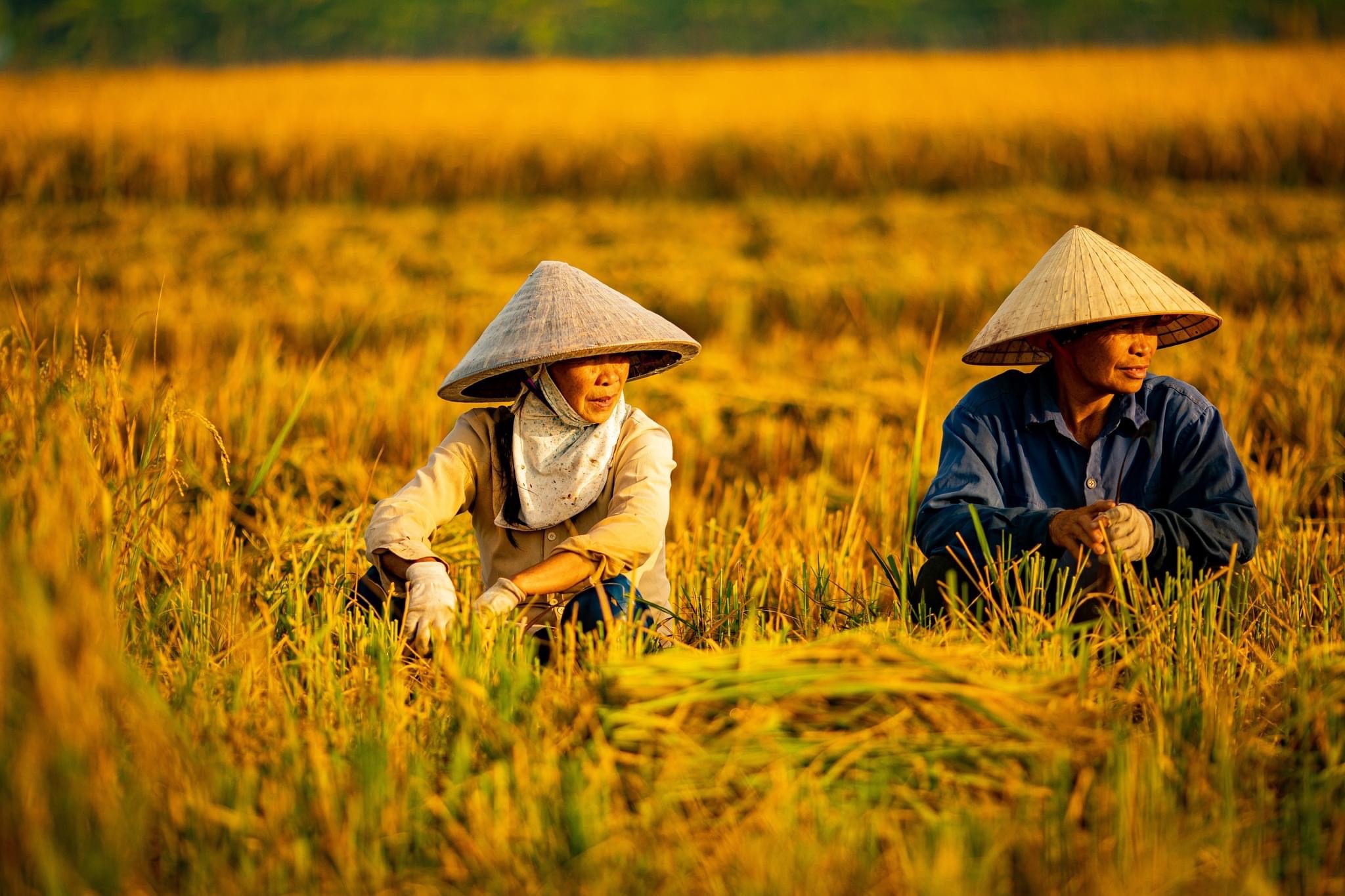 What are the 6 steps of rice production? - Rice & More